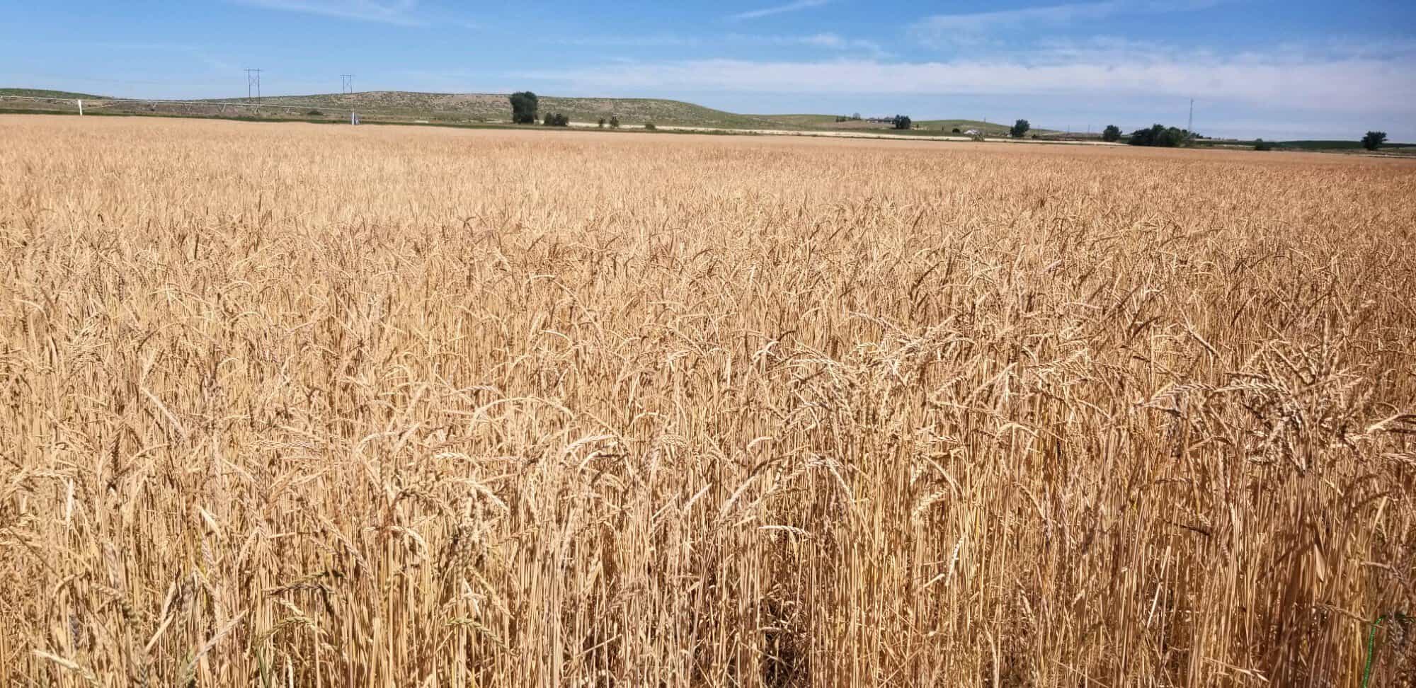 What is Dinkle Wheat? | Grand Teton Ancient Grains