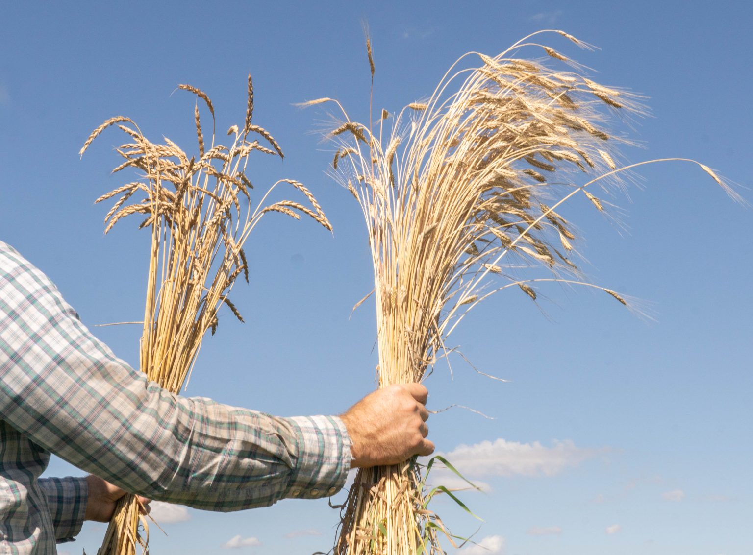 Einkorn vs. Spelt: Which Ancient Grain Reigns Supreme?