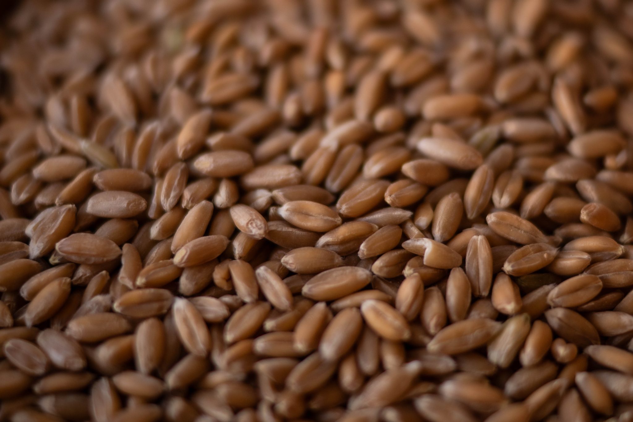 Ancient Grains Unlocked: Which Ones Are Truly Gluten-Free