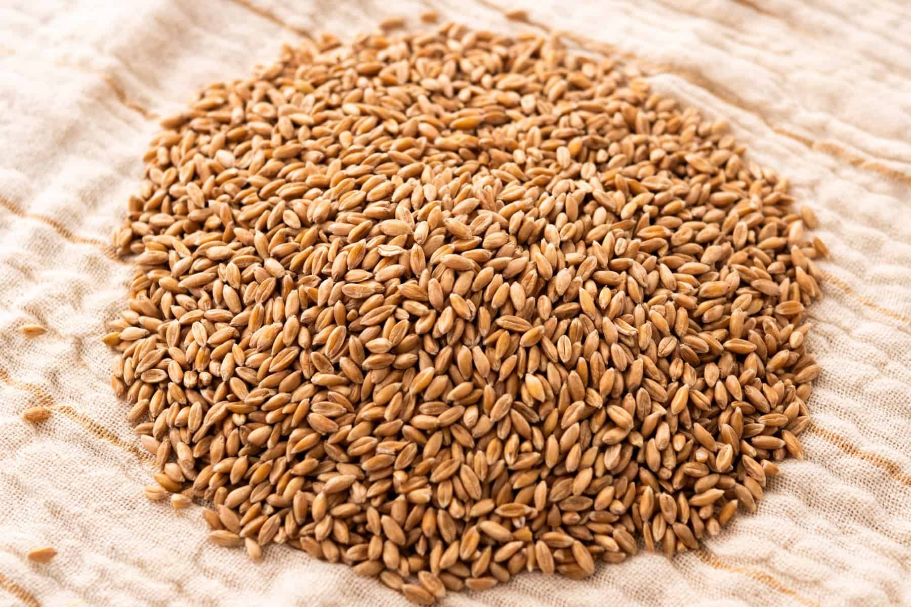 What is Dinkle Wheat? | Grand Teton Ancient Grains
