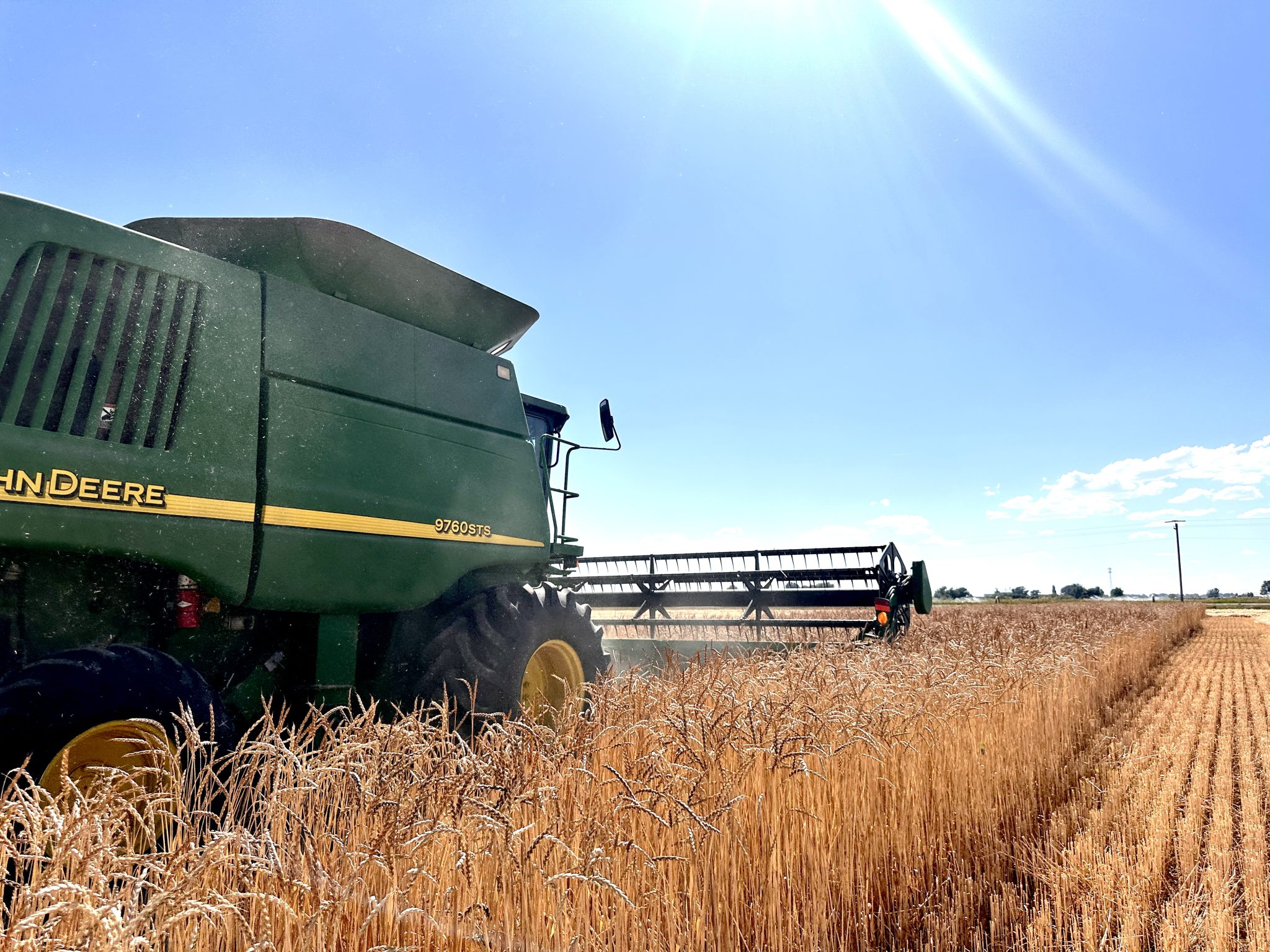 What is Spelt? | AncientGrains.com