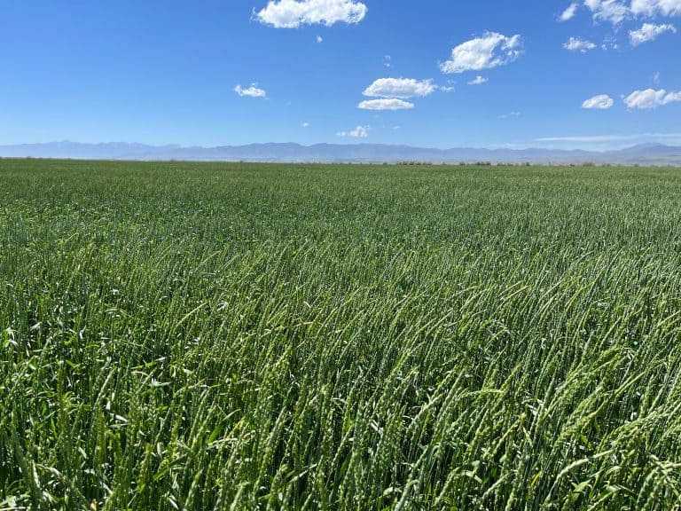 What is Dinkle Wheat? | Grand Teton Ancient Grains