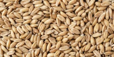 What Is Farro? 3 Ancient Grains: Einkorn, Emmer, and Spelt